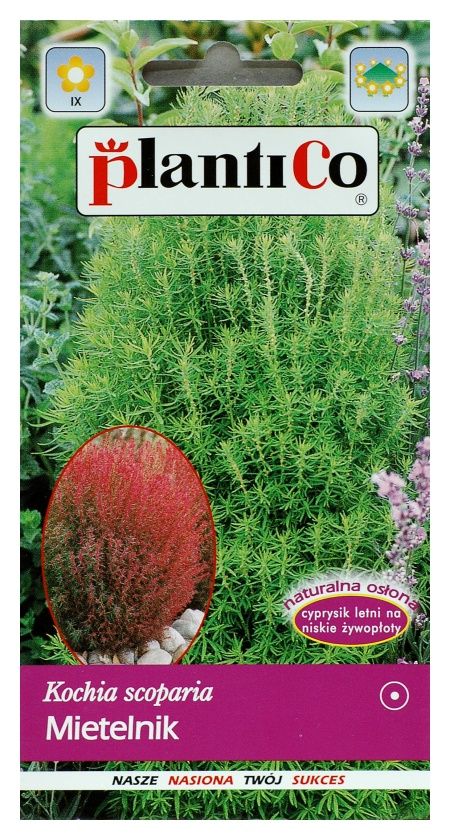 Mietelnik - Kochia 2g PlantiCo | Sklepogrodniczy.pl