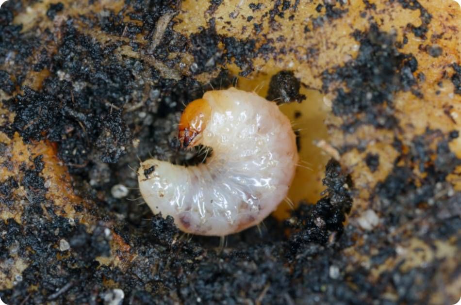 Opuchlaki w ogrodzie – zwalczanie, opryski i naturalne metody ...